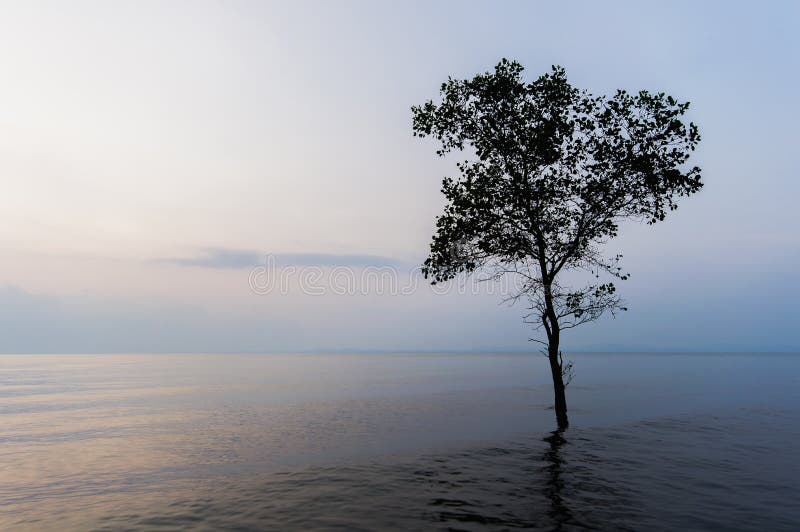 Single Mangrove on the Shoreline of the Florida Ke Stock Image - Image ...