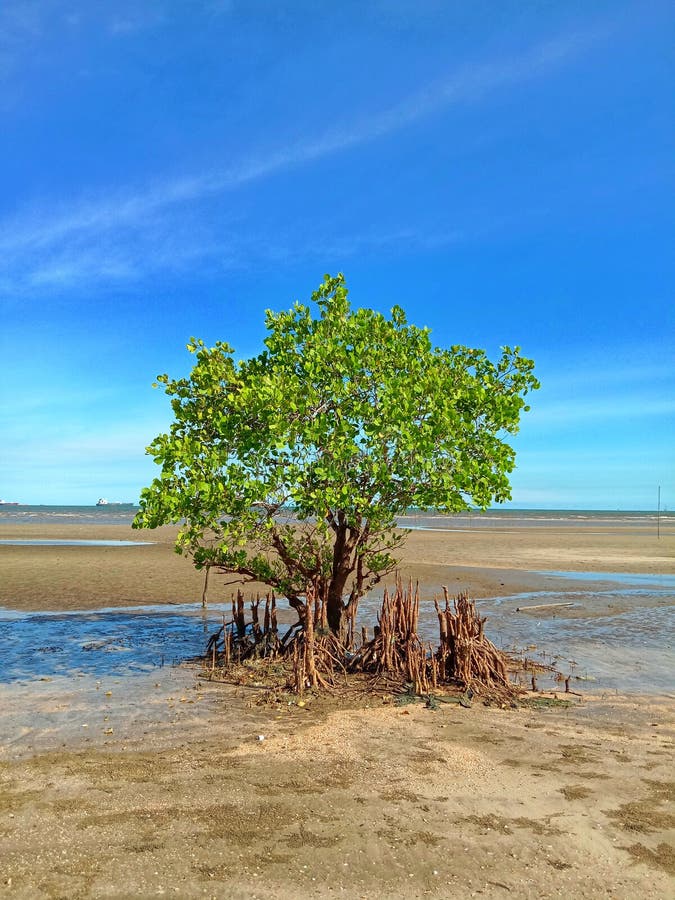 Mangrove tree on the beach stock photo. Image of lagoon - 239098536