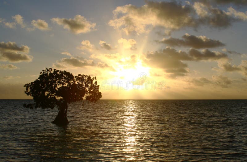 Single Mangrove Tree at Sunset Stock Image - Image of mangrove, ocean ...