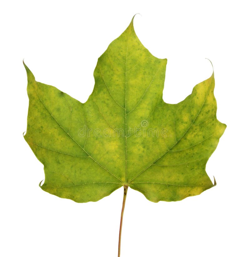 Single Maple Leaf Changing Fall Color 2 Stock Image - Image of green ...