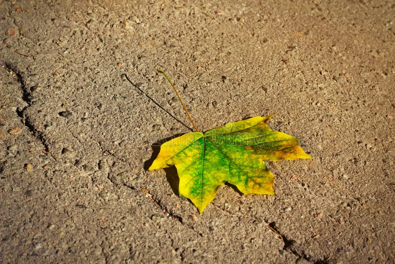 Single maple autumn leaf stock photo. Image of bright - 59613242