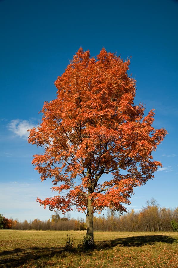 Oak and Maple Trees in Fall Color in a Park Stock Image - Image of ...
