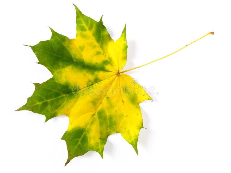 Single Maple Leaf Stock Image - Image: 11117901