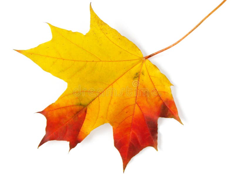 Single maple leaf stock image. Image of october, bright - 11240977