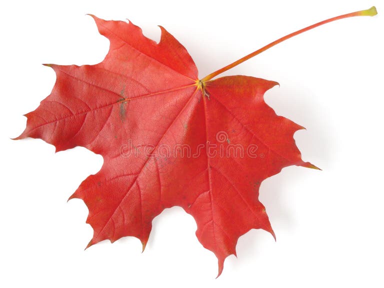 8,533 Bright Single Maple Leaf Stock Photos - Free & Royalty-Free Stock ...