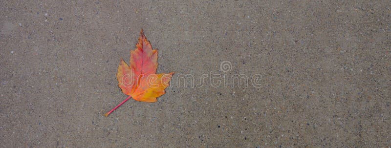 Single Maple Leaf on Cement in Fall Panorama Stock Photo - Image of ...