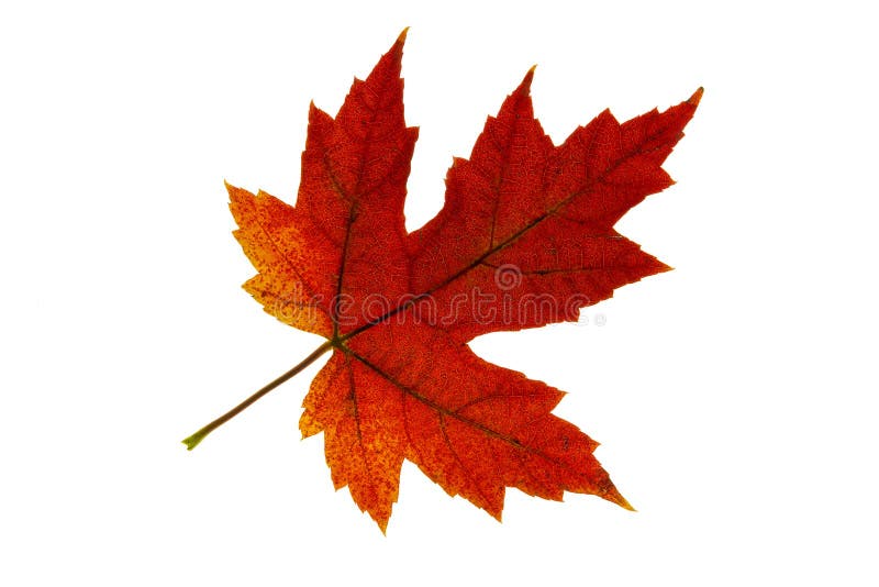 Single Maple Leaf Changing Fall Color 2 Stock Image - Image of green ...