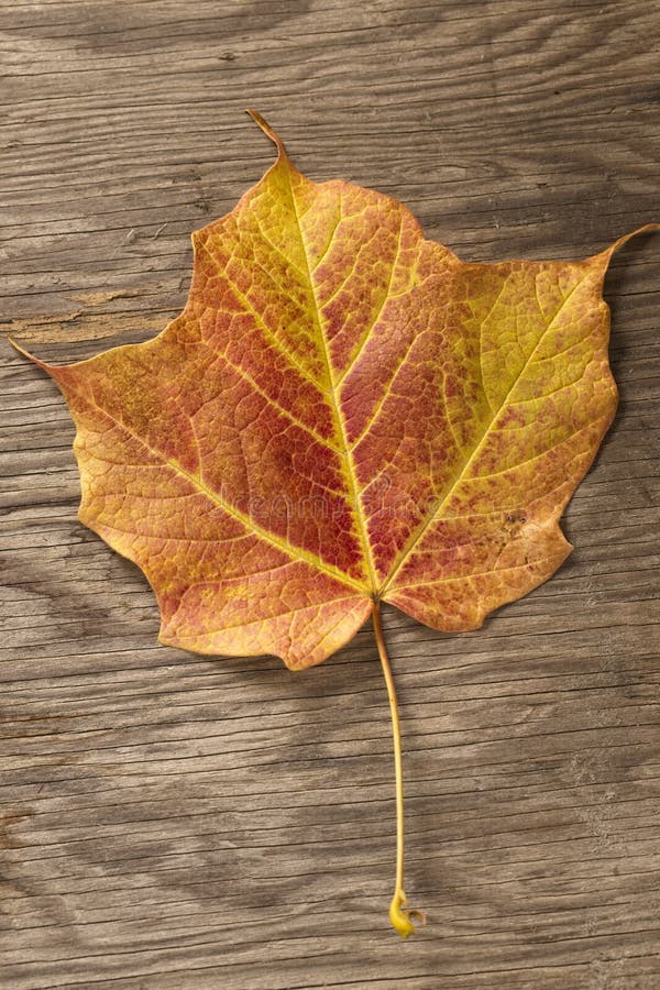 Single Maple Leaf Displayed on Wood Stock Photo - Image of surface ...