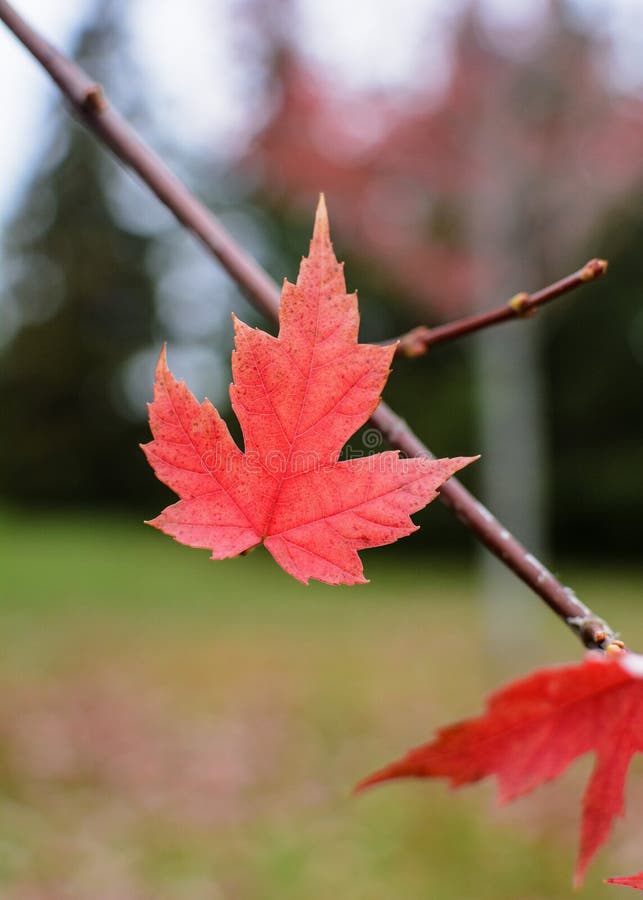 Single maple leaf in fall stock image. Image of season - 57121963
