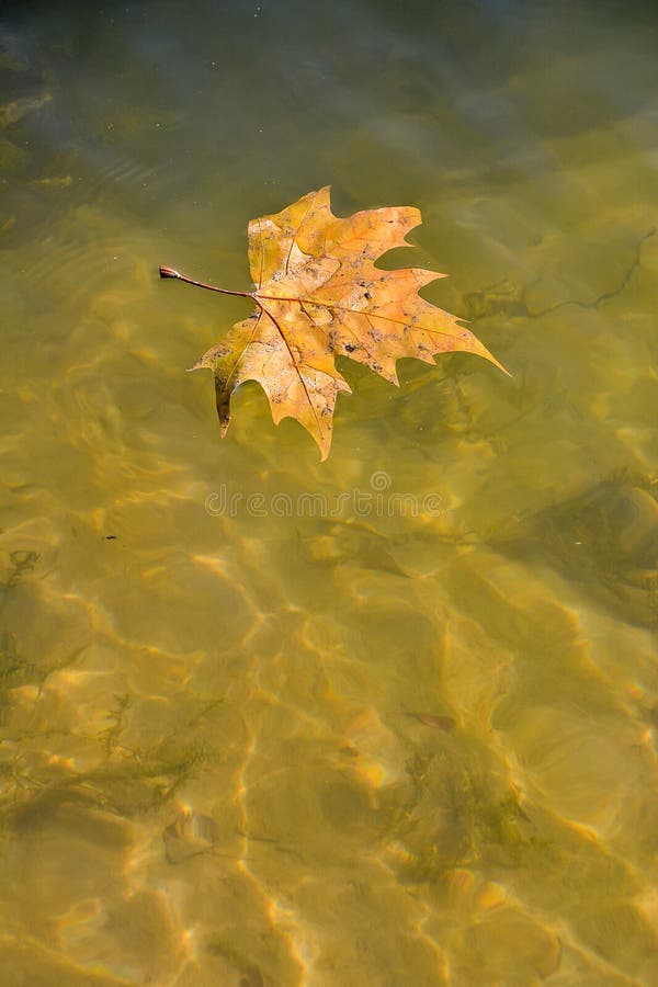 Single Maple Leaf Floating, Stock Photo - Image of surface, leaf: 309322086