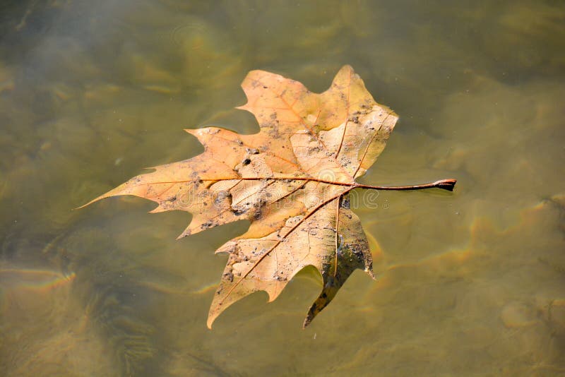Floating Maple Leaf stock photo. Image of shadow, reflection - 61778478