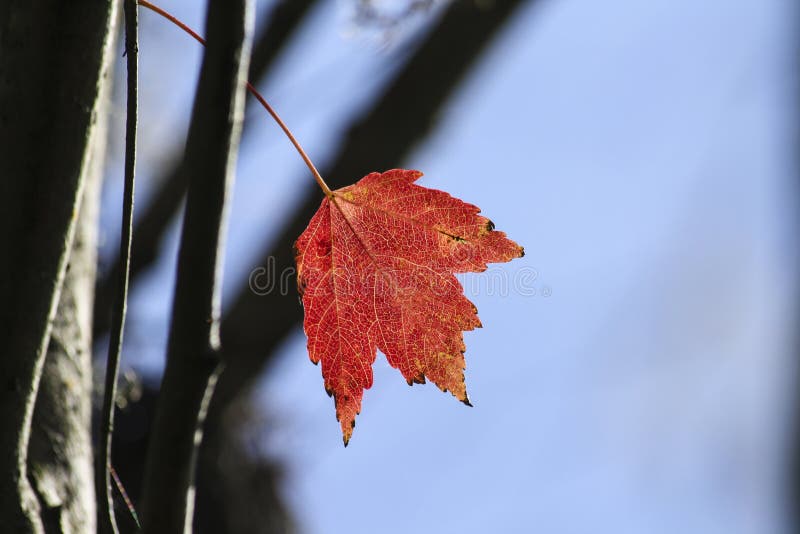 Single Maple Leaf stock image. Image of blue, leaf, green - 79243029