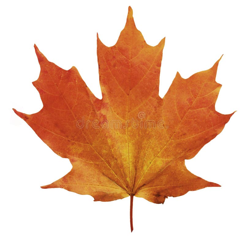 Single Maple Leaf Changing Fall Color 2 Stock Image - Image of green ...