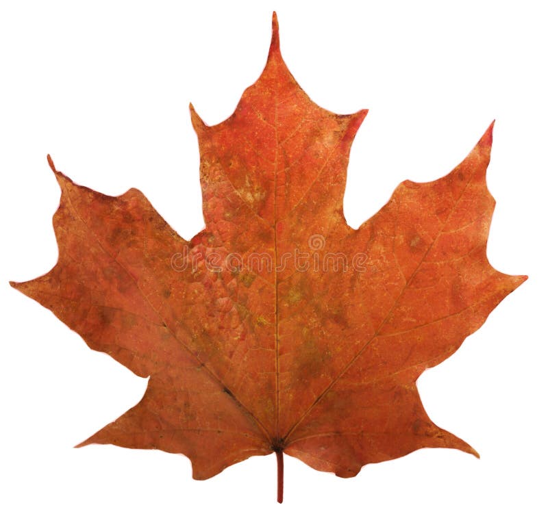 Single Maple leaf 2 stock photo. Image of white, single - 80555080
