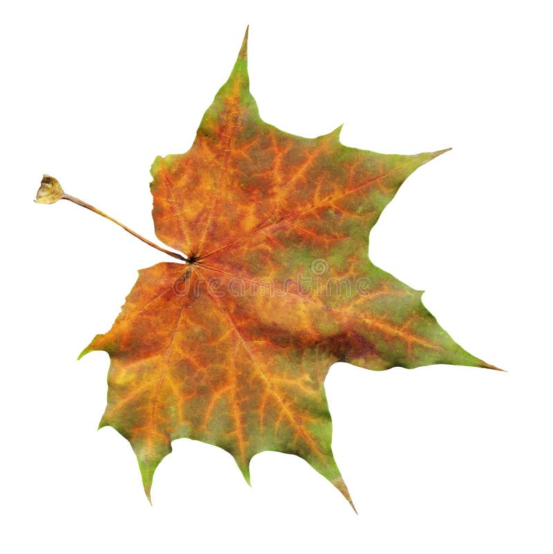 Single Maple Leaf Isolated on White Background Stock Photo - Image of ...
