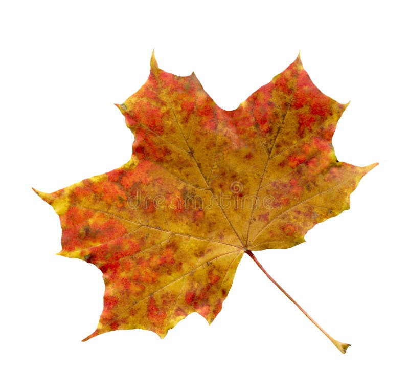 Single Maple Leaf Isolated on White Background Stock Photo - Image of ...