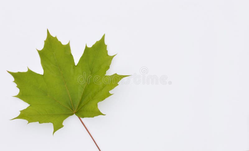 Single Maple Tree Standing on Grassy Hill Stock Image - Image of meadow ...
