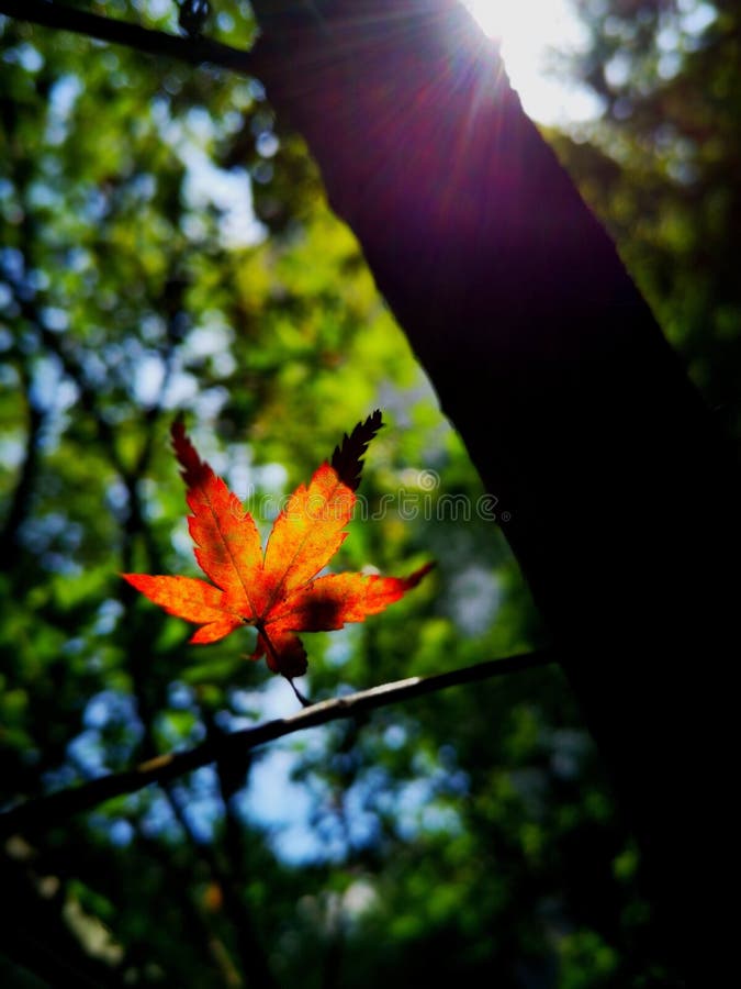 The Single Maple Leaf Standing on the Branch Stock Photo - Image of ...
