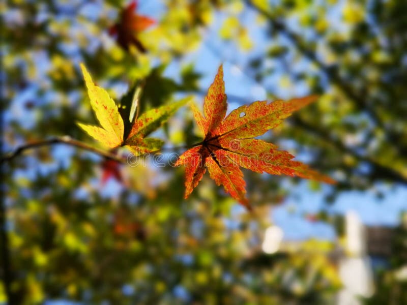 Single Maple Tree Standing on Grassy Hill Stock Image - Image of meadow ...