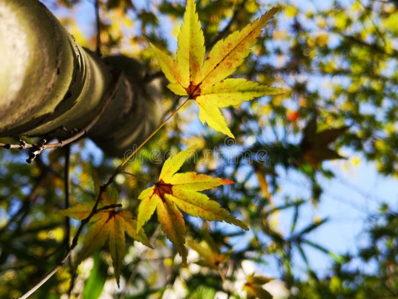 The Single Maple Leaf Standing on the Branch Stock Image - Image of ...