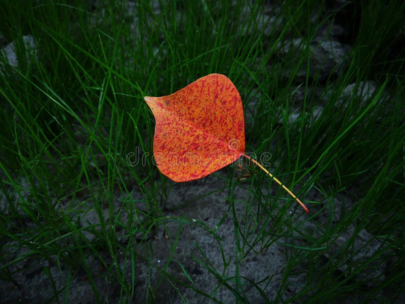 The Single Maple Leaf Standing on the Branch Stock Photo - Image of ...