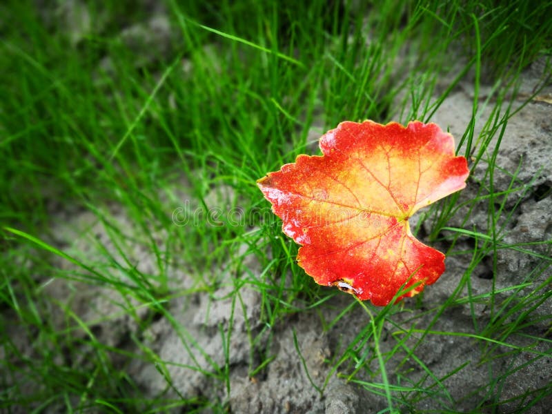 The Single Maple Leaf Standing on the Branch Stock Photo - Image of ...