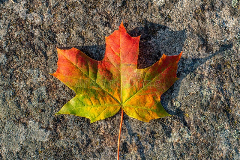 Single Maple Leaf in Sunlight and All Autumn Colors Stock Image - Image ...