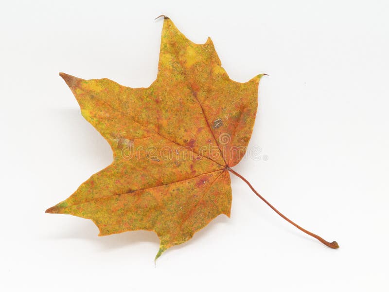 Single red maple leaf stock image. Image of plant, foliage - 6582265