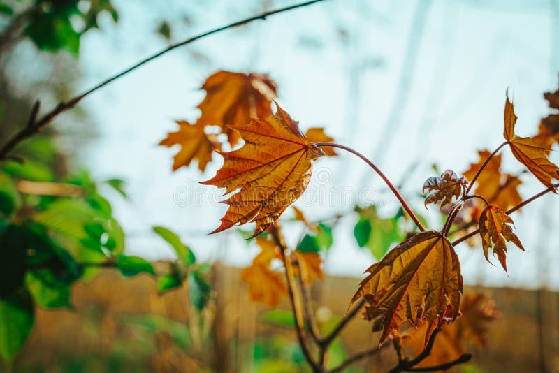 Single Maple Tree Standing on Grassy Hill Stock Image - Image of meadow ...