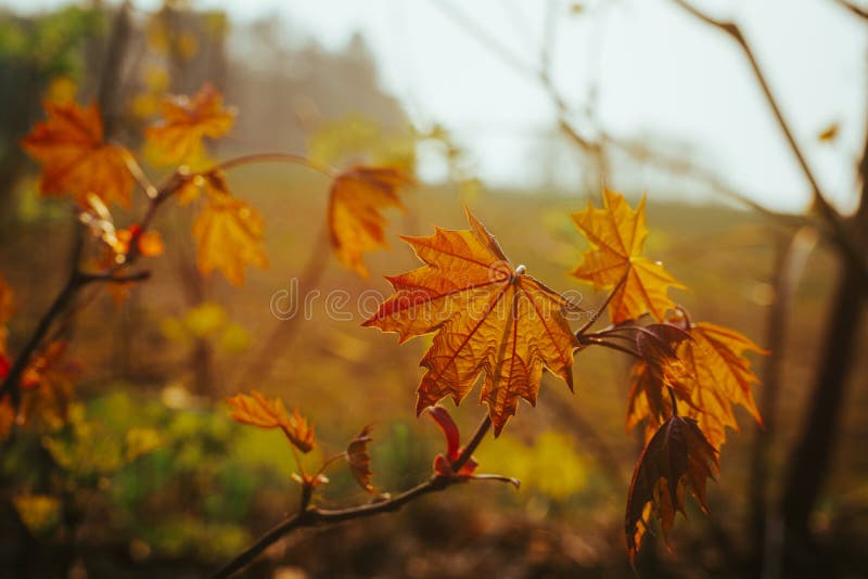Single Maple Tree Standing on Grassy Hill Stock Image - Image of meadow ...