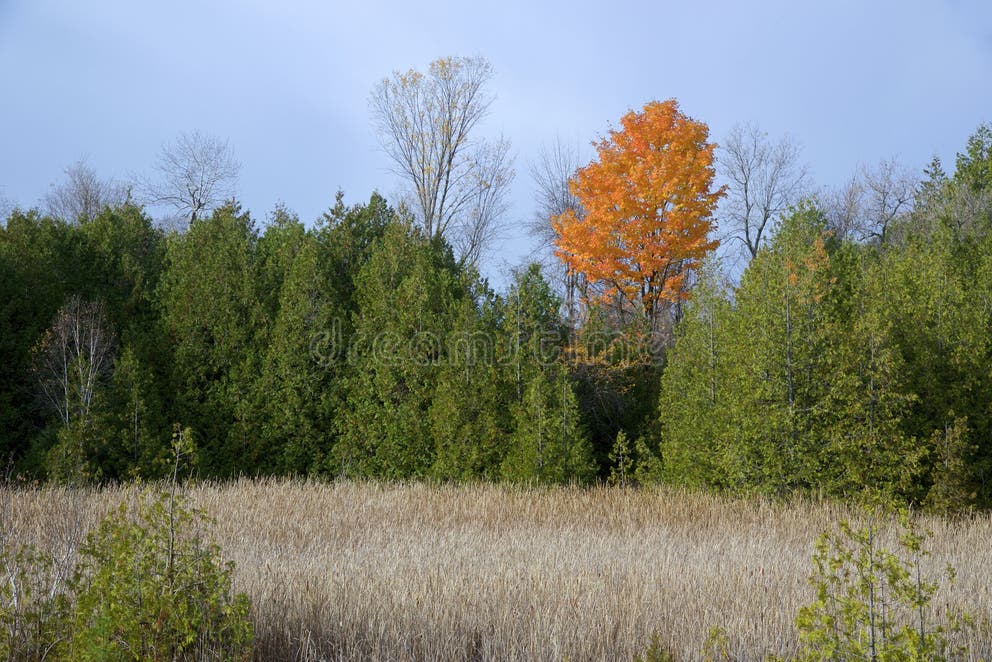 A Single Maple Tree in the Forest Stock Image - Image of conservation ...