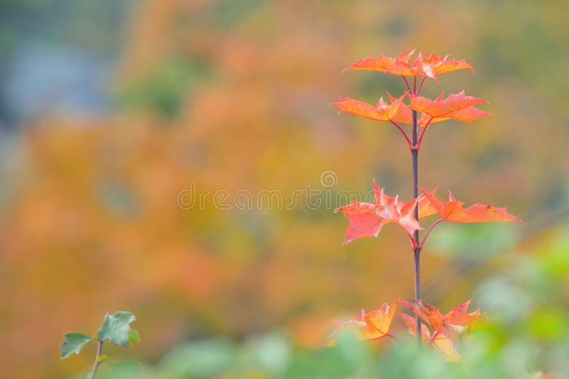 Single maple tree leaves stock image. Image of leaf - 101998397