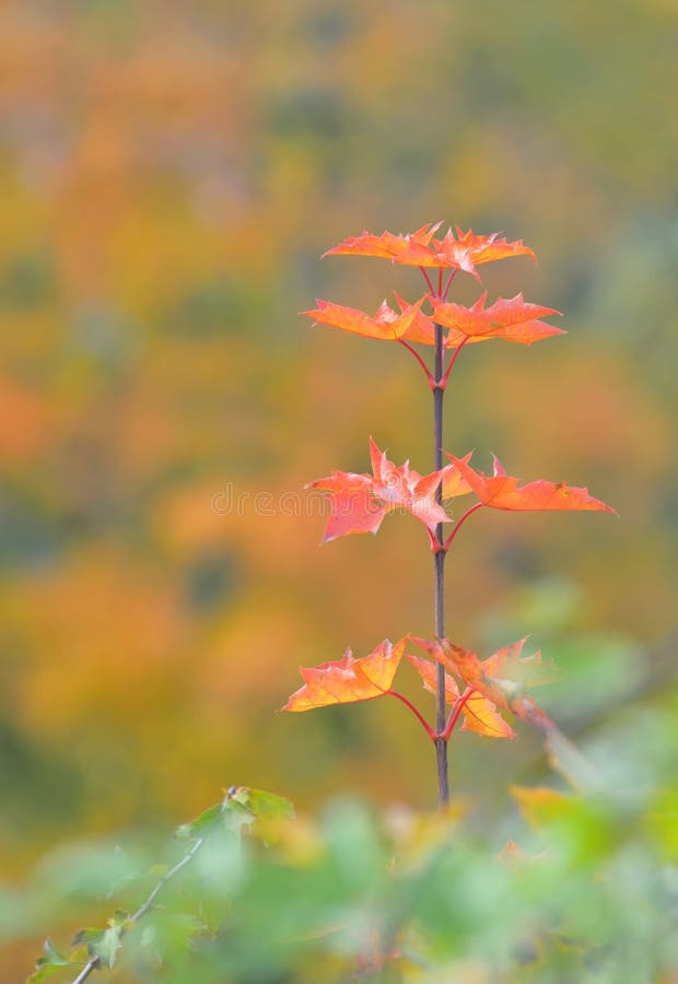 Single Maple Leaf Changing Fall Color 2 Stock Image - Image of green ...