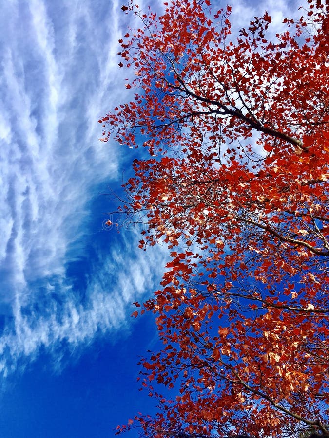 Single Maple Tree Standing on Grassy Hill Stock Image - Image of meadow ...