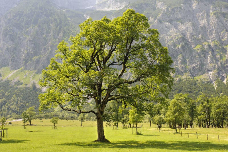 Single maple tree stock photo. Image of vibrant, season - 71873252