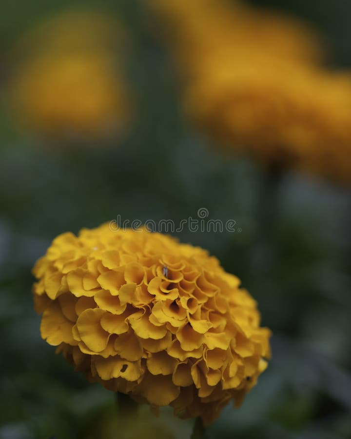 Single Big Marigold Flower in Garden, Top View Stock Photo - Image of ...