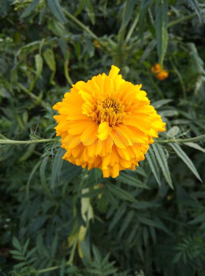 Single Marigold, Yellow Marigold Closeup Shot Stock Image - Image of ...