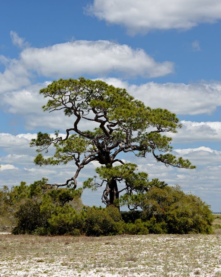 Single Mature Weathered Pine Tree on a Sandy Island Stock Image - Image ...