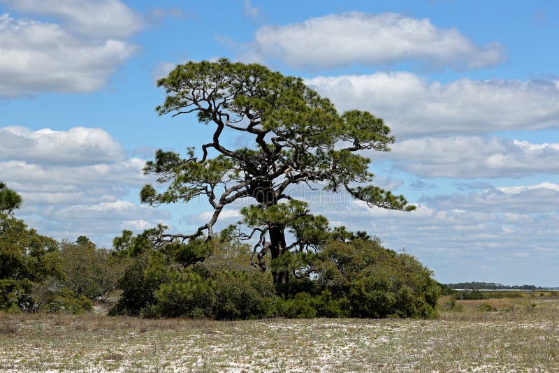 Single Mature Weathered Pine Tree on a Sandy Island Stock Photo - Image ...