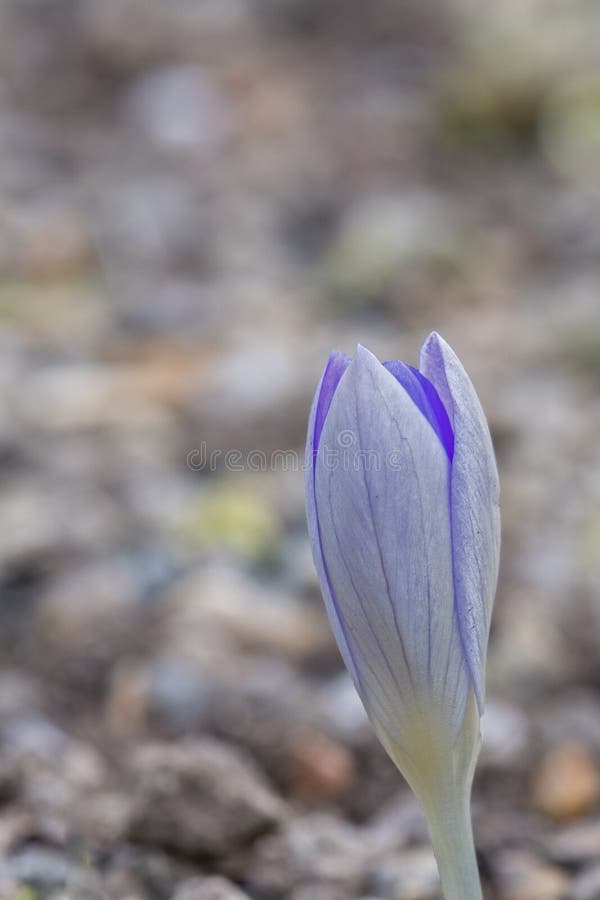 A single mauve crocus bud stock photo. Image of mauve - 136498634