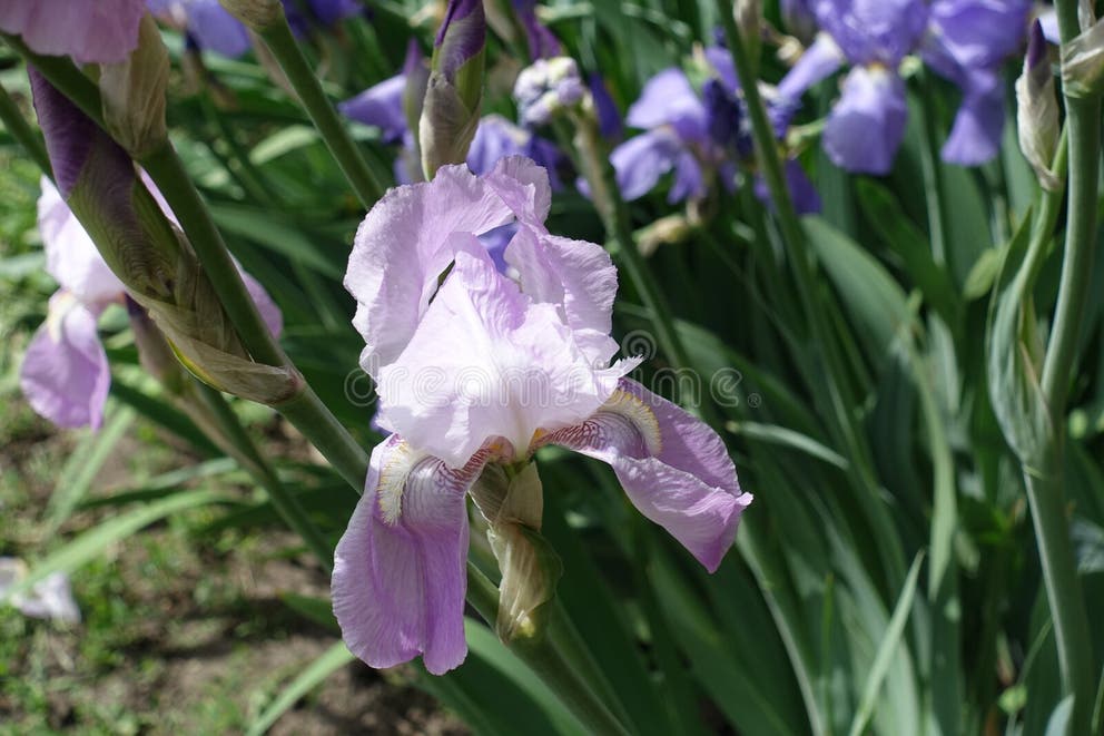 Single Mauve Flower of Iris Germanica in May Stock Photo - Image of ...