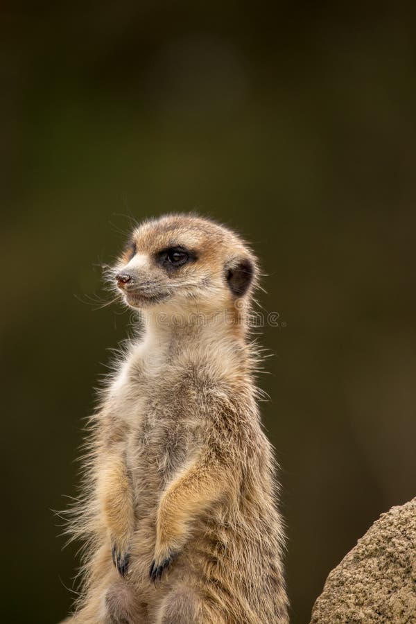 Single Meerkat Checking the Area, Selective Focus Stock Image - Image ...