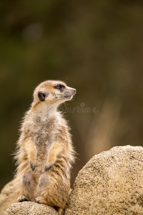 Single Meerkat Checking the Area, Selective Focus Stock Image - Image ...