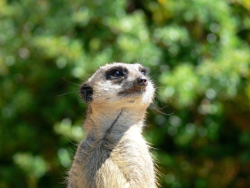 A Single Meerkat or Suricate Standing Watch for the Pack Stock Image ...