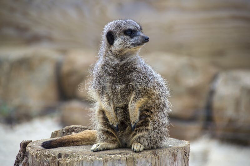 A Single Meerkat on Lookout Stock Image - Image of animals, look: 39076189