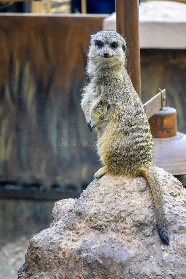 Single Meerkat stock photo. Image of single, meerkat - 16903232