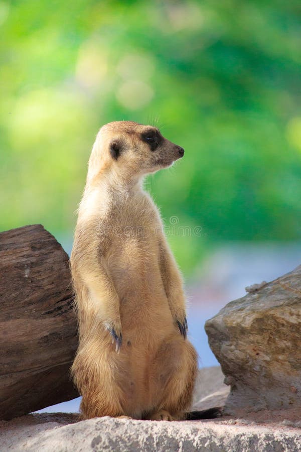 A Single Meerkat or Suricate Standing Watch for the Pack Stock Image ...