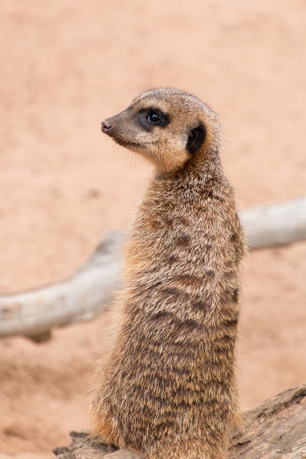 Single Meerkat Stands Upright Watching for Predators Stock Photo ...