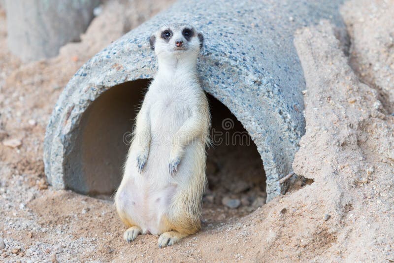 Single Meerkat Watching As a Guard Stock Image - Image of stand, watch ...