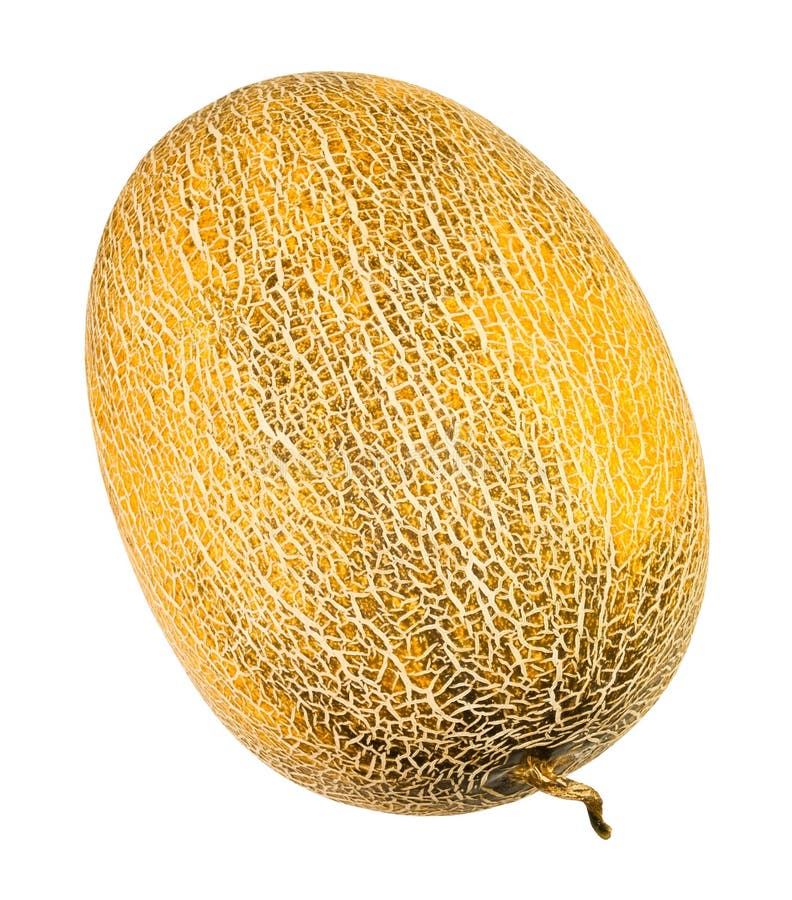 Single Melon Fruit Growing Up in the Organic Farm in Countryside. Stock ...